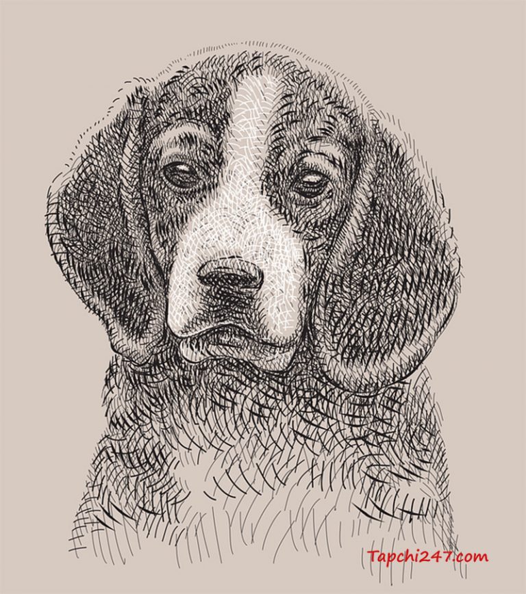 40+ mẫu con chó vector đẹp - Tạp chí 247